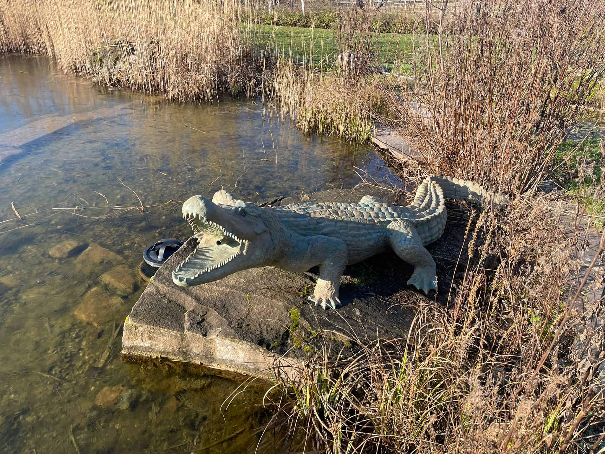 Life size bronze crocodile - der Faller